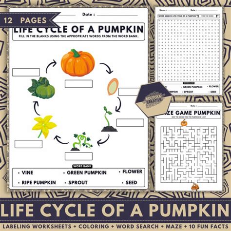 Life Cycle Of A Pumpkin Labeling Coloring Page Word Search Maze And 10 Facts