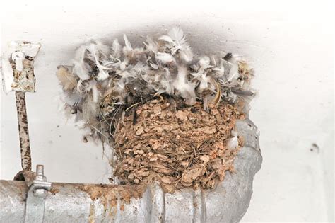 实拍：深圳闹市中住着广东城市最大小白腰雨燕种群深圳南山网 爱南山，就上南山网