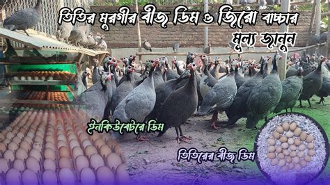 তিতির মুরগি বাচ্চা ও বীজ ডিমের দাম । তিতির মুরগি । বীজ ডিম । Titir Pakhi Palon । Birds Farm