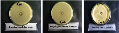 Antimicrobial Activity Of Cu Lsf Complex Showing The Inhibition Zones Download Scientific Diagram