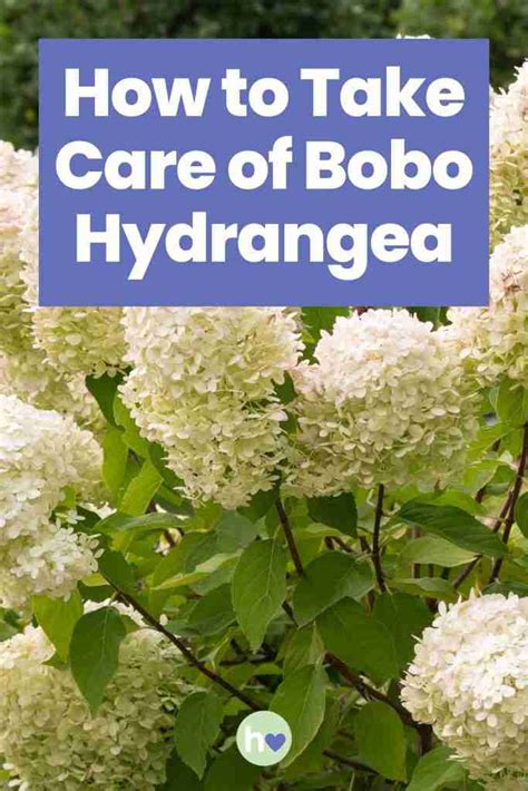 How To Take Care Of Bobo Hydrangea Hydrangea Love