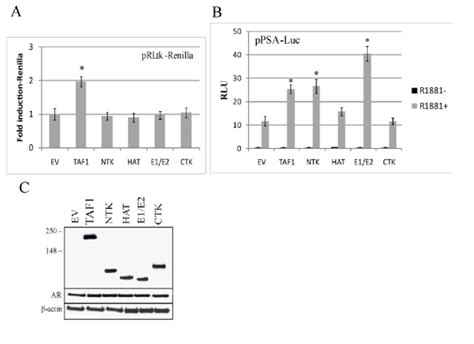 5 N Terminal Kinase And Ubiquitin Activatingconjugating Domains Of