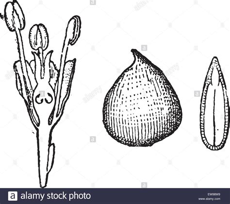 Elm Zelkova Stock Vector Images Alamy