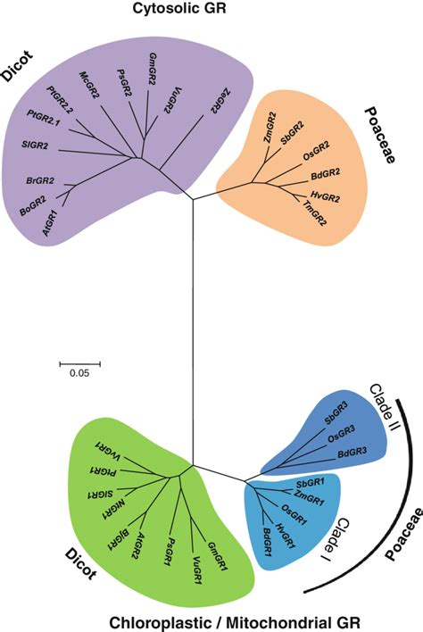 Phylogenetic Analysis Of Plant Gr Dendrogram Showing The Relationships