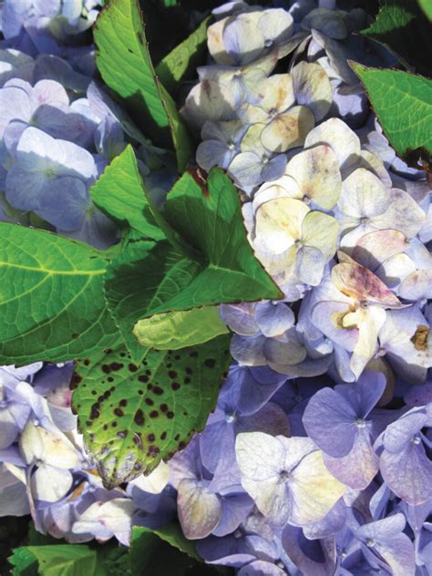 Whats Wrong With My Hydrangea Learn To Recognize And Treat Common