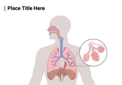 Respiratory System With Alveoli Callout Healthy Layout BioRender