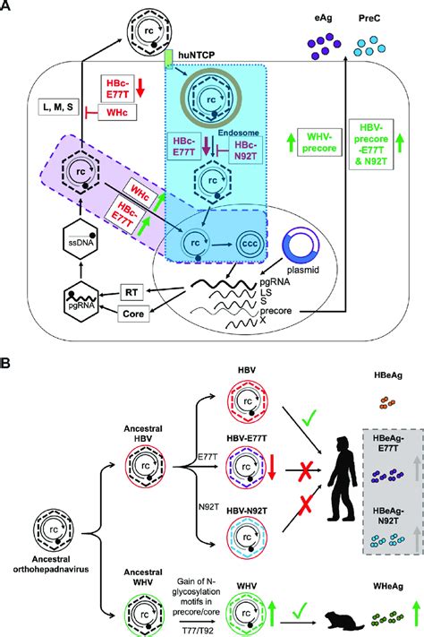 Summary Of The Roles Of N Glycosylation Motifs In Precorecore Genes On