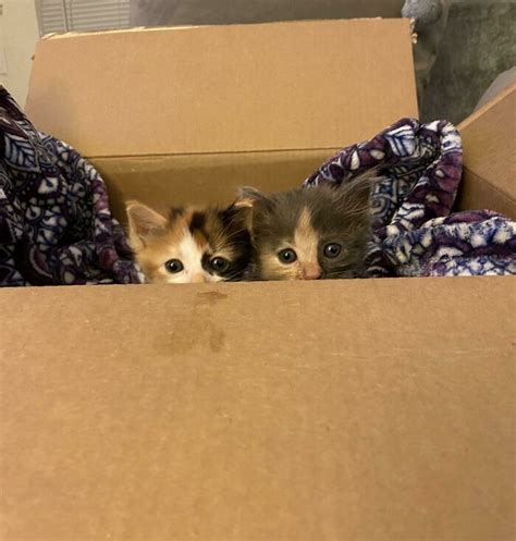 People Who’ve Mastered The Art Of Outwitting Felines Share Their Best Ever Cat Traps | Bored Panda
