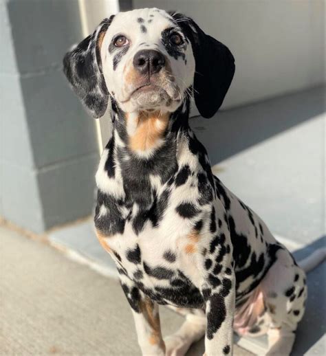 Dalmatian Colors Do Dalmatians Only Have Black Spots