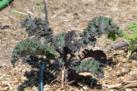 곱슬 잎 케일 또는 정원에 보라색 잎이있는 잎 양배추 식물 0명에 대한 스톡 사진 및 기타 이미지 0명 곱슬 머리 녹색 Istock