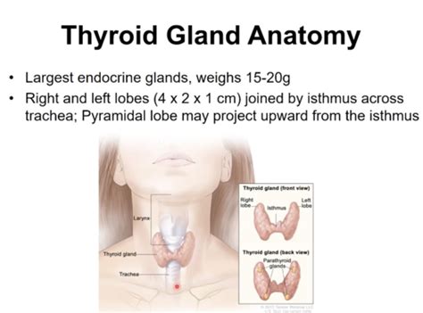 Thyroid Function Flashcards Quizlet Thyroid Function Flashcards Quizlet