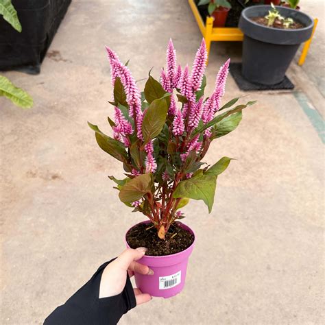 Celosia The Green Corner