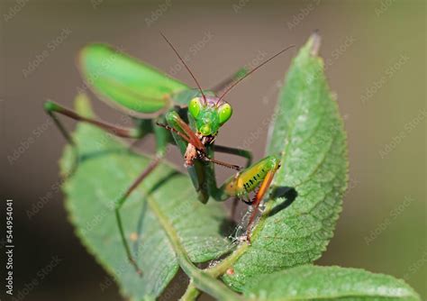 Macro Photography Of A Praying Mantis Mantis Religiosa Eating A Grasshopper Predator Wild