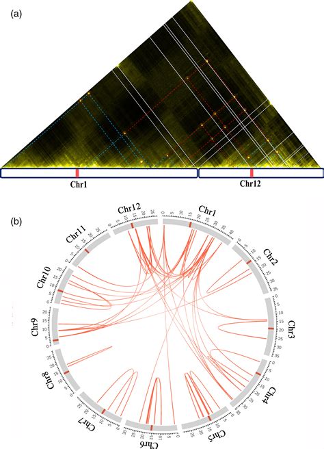 Genome‐wide Hi‐c Analysis Reveals Extensive Hierarchical Chromatin