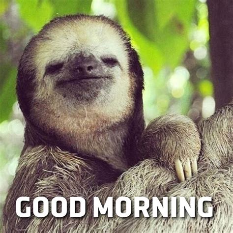 Good Morning Sloth Hanging On Tree