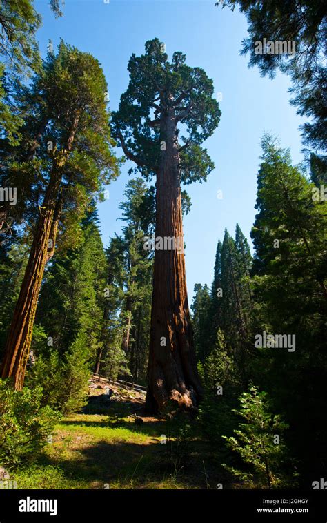 Usa California Sequoia Kings Canyon National Park Grant Grove