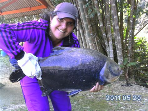 Amo Pescar Tamba Pesqueiro Peixe Grande