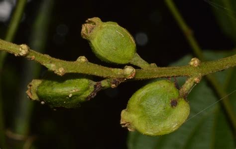 Cyclea Peltata Eflora Of India