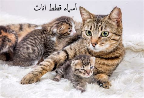 مجموعة جديدة من اسماء القطط ذكور واناث
