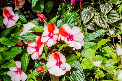 여왕 엘리자베스 2 세 분수 쇼에서 떨어져 연못 푸 케 쿠라 공원 뉴 플리머스 뉴질랜드 관광에 대한 스톡 사진 및 기타 이미지 Istock