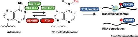 The Rise Of Epitranscriptomics Recent Developments And Future