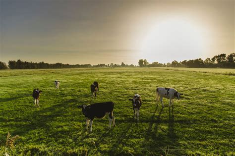 Why Dairy Farm Needs A Good Effluent Management System
