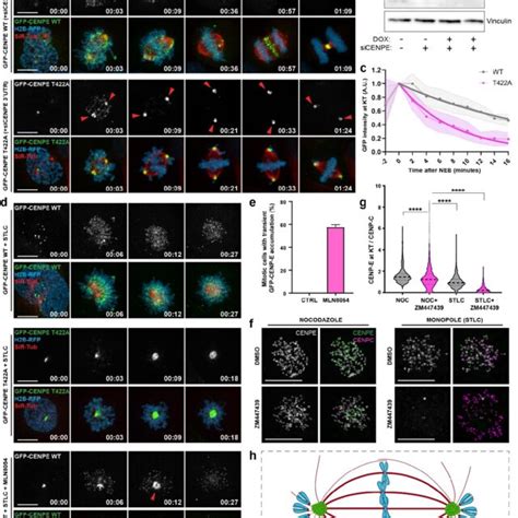 Cenp E Dephosphorylation Initiates Dynein Mediated Stripping Of Corona