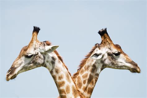 2 Different Replace Functions Of Python Pandas Towards Data Science