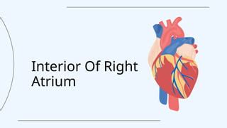 Presentation On Interior Of Right Atriumpptx