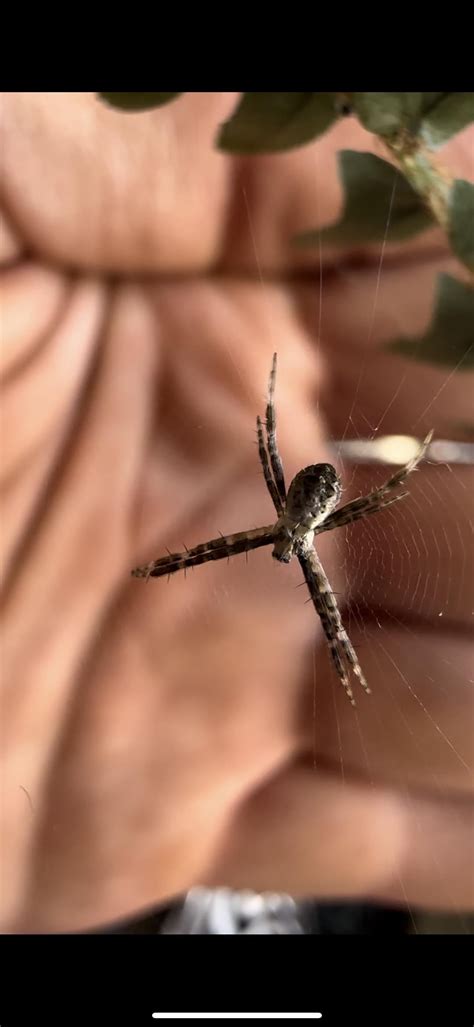 What Is This Cute Lil Fella Rspiders
