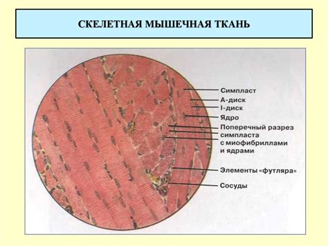 Ткани 3 часть Мышечная ткань презентация онлайн