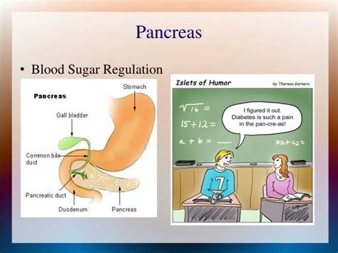 PPT - Pancreas PowerPoint Presentation, free download - ID:2673916