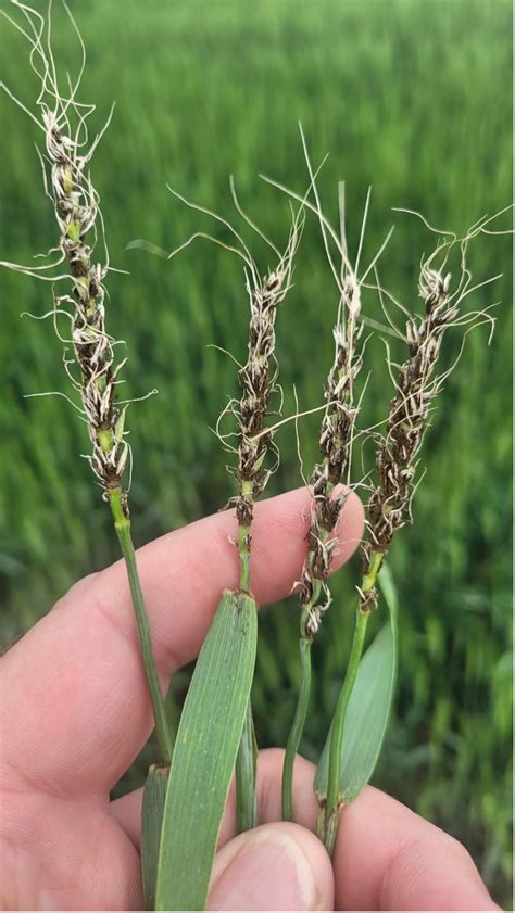Wheat Disease Update Oklahoma State University