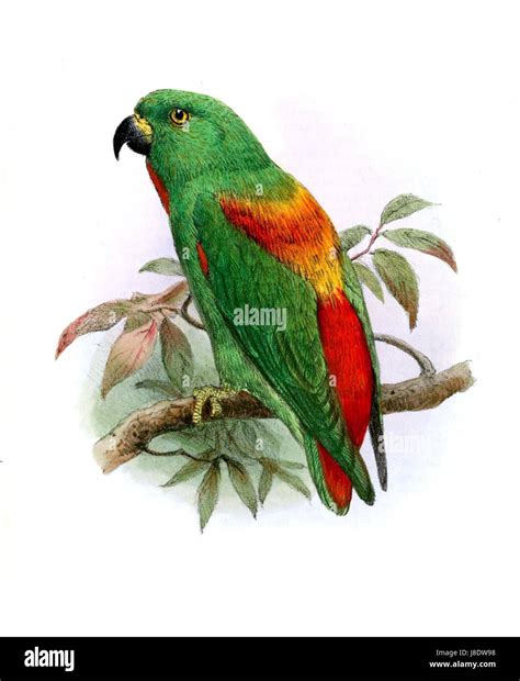 Loriculus Sclateri Also Known As Sclaters Lorikeet Is A Species Of