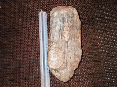 Mammoth Teeth Fossil Id The Fossil Forum