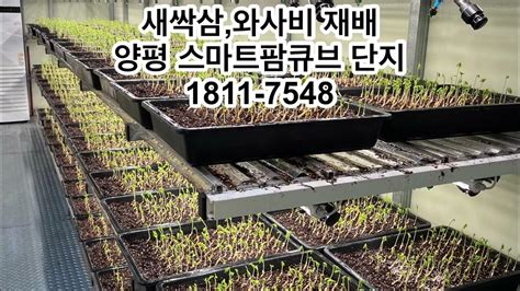 새싹삼 재배 스마트팜큐브에서 Youtube