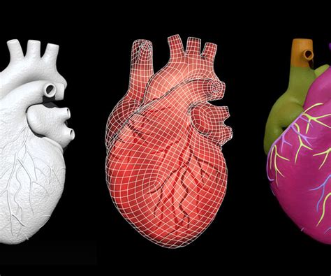 Artstation Anatomical Human Heart Game Ready Game Assets