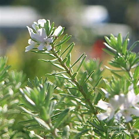 Westringia Zena Australian Plants Online Australian Plants Native