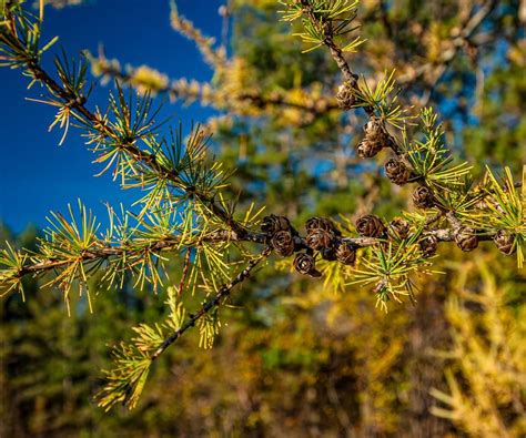 How To Grow A Tamarack Tree Expert Advice For Colorful Conifers