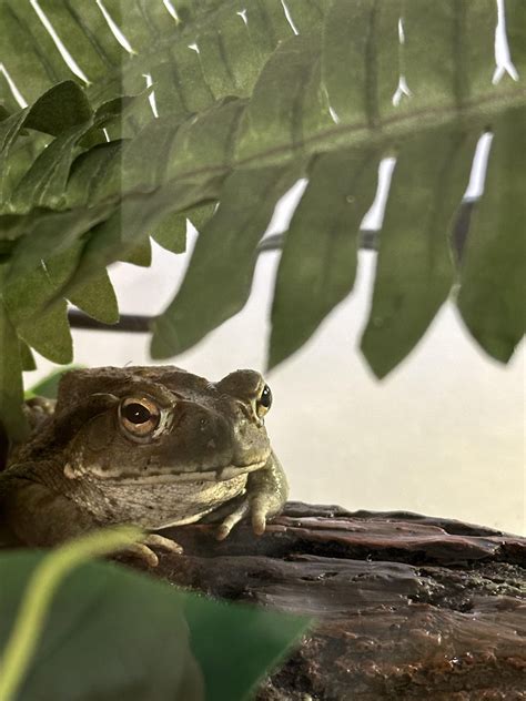 My First Toad Meet Albert Aka Big Al He Is A Colorado River Toad I Think Its Super