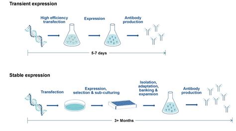 Why Are Cho Cells Critical In Bioprocessing Molecularcloud