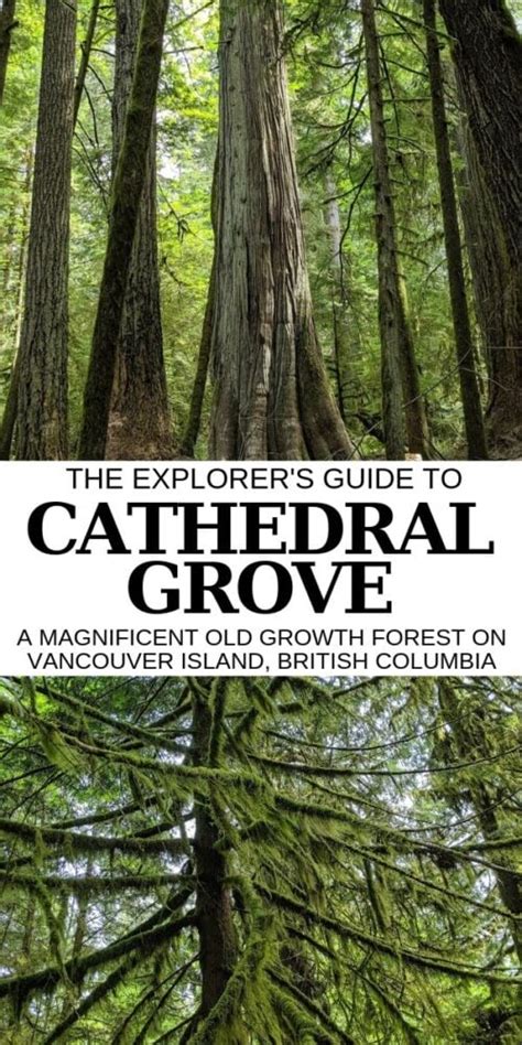 Ultimate Guide To Cathedral Grove Bc Vancouver Island