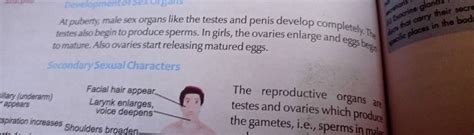 At Puberty Male Sex Organs Like The Testes And Penis Develop Completely