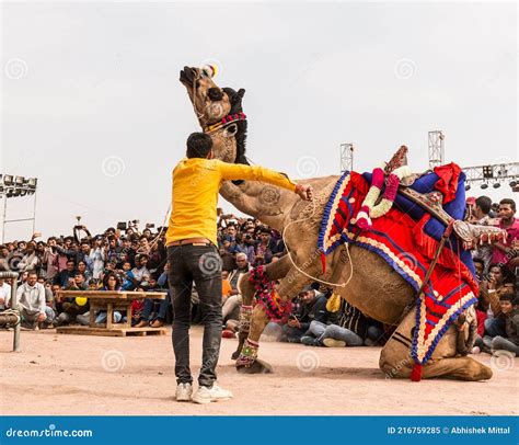 Colorful Camel At The Beach In Tunisie Stock Image