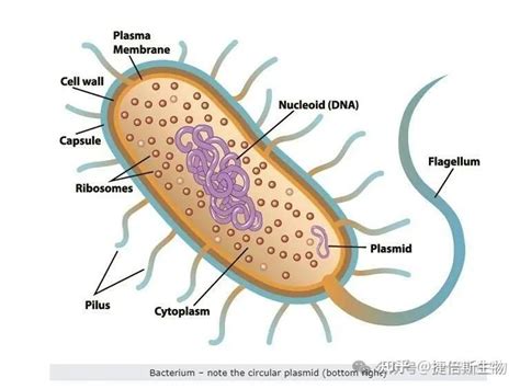 7种提取质粒方法及原理介绍 知乎