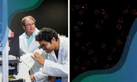 Revealing The Secrets Of Protein Evolution Using The Alphafold Database
