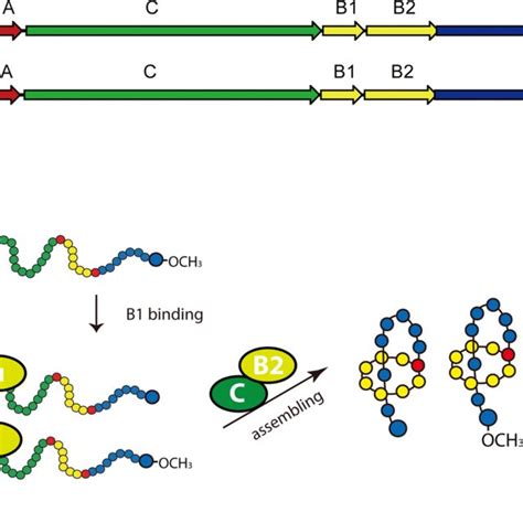 Lasso Peptide Biosynthetic Gene Clusters That Are Closely Related To