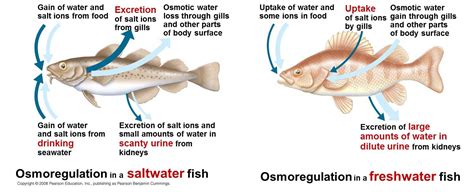 Gambar 4 Osmoregulasi Pada Ikan Air Laut Dan Ikan Air Tawar Sumber