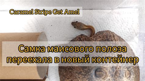 Контейнер для маисового полоза - YouTube