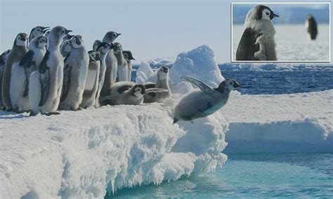 Penguins Impire Ag Ithe